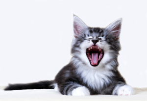 Gato: saiba tudo sobre esses pets muito especiais - Blog da Cobasi