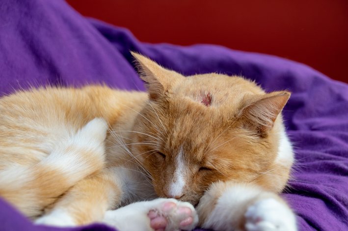 Acne felina: confira dicas de como tratar | Blog da Cobasi