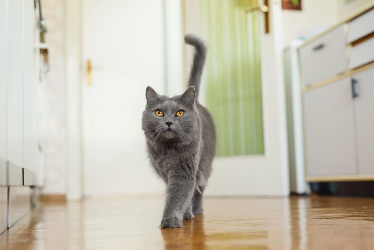 Como ajudar seu gato com rabo quebrado | Blog da Cobasi