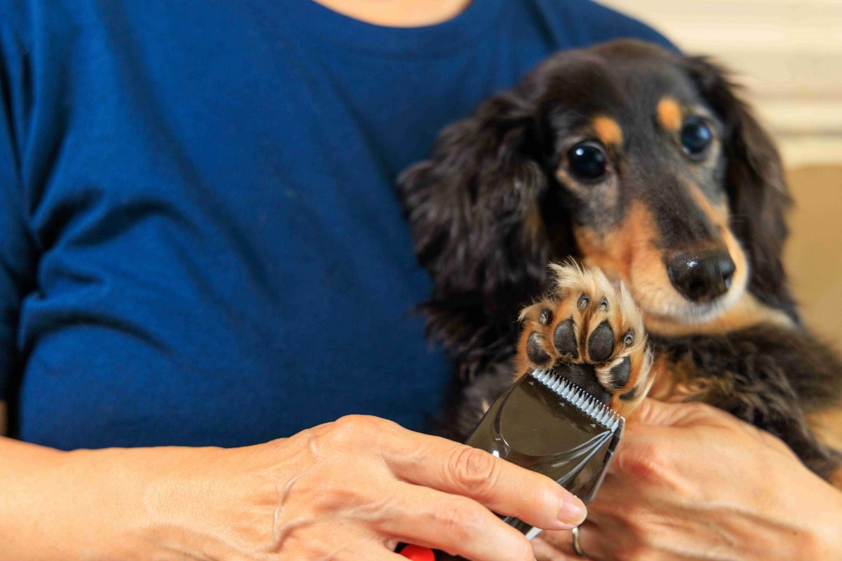 Tipos de tosa: os cortes mais comuns para cada raça | Blog da Cobasi