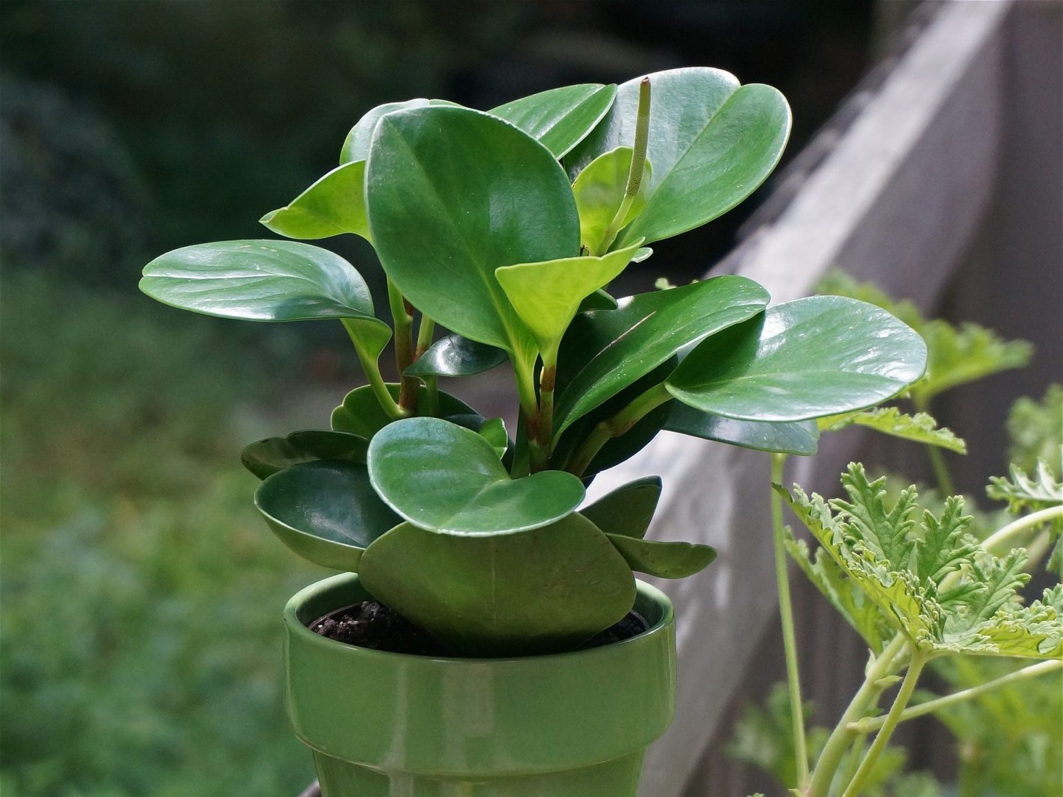 Peperômia: conheça os tipos e como cuidar | Blog da Cobasi