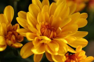 Flores de corte: 15 espécies incríveis para conhecer | Blog da Cobasi