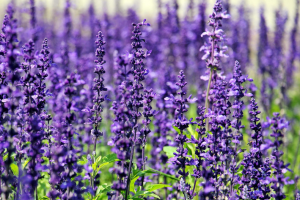 Flores de corte: 15 espécies incríveis para conhecer | Blog da Cobasi