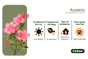 Azaleia: saiba mais sobre como cultivar essa planta em casa