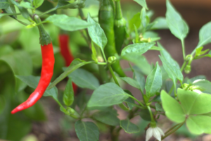 Pé de pimenta: aprenda como plantar - Blog da Cobasi