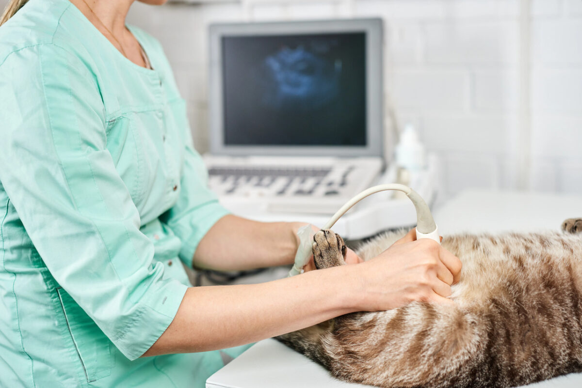 Linfoma em gatos: sintomas, tratamento e prognóstico