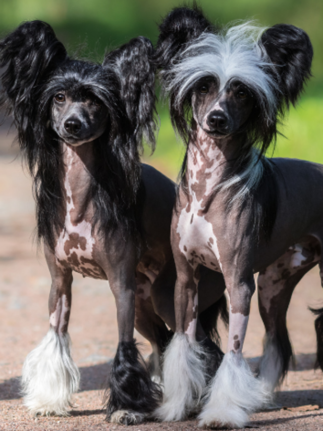 Conheça o Cão de Crista Chinês, raça de Lolindo, de "Beleza Fatal ...